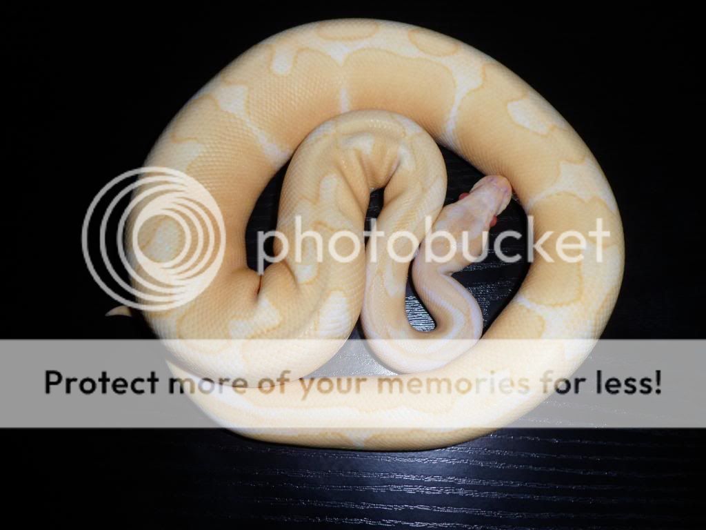 Opinions on this Albino Royal Python | Reptile Forums
