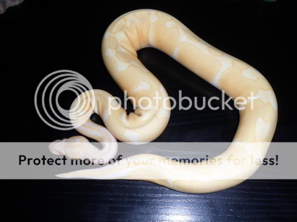Opinions on this Albino Royal Python | Reptile Forums