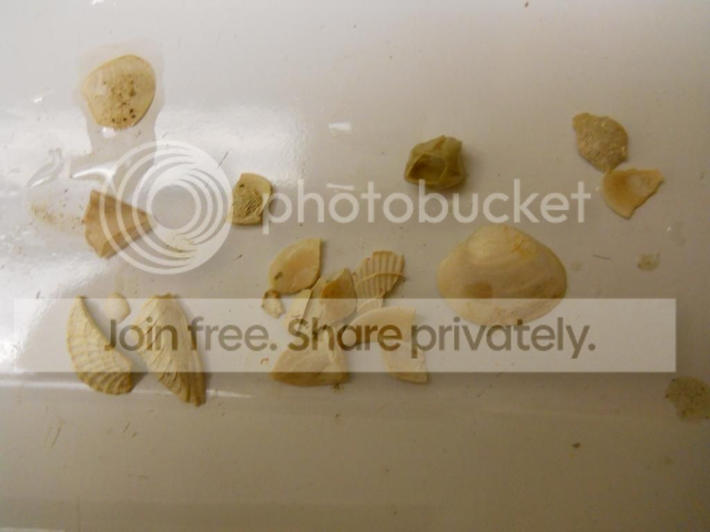 Huge Shell From Okeechobee, Florida - Fossil ID - The Fossil Forum