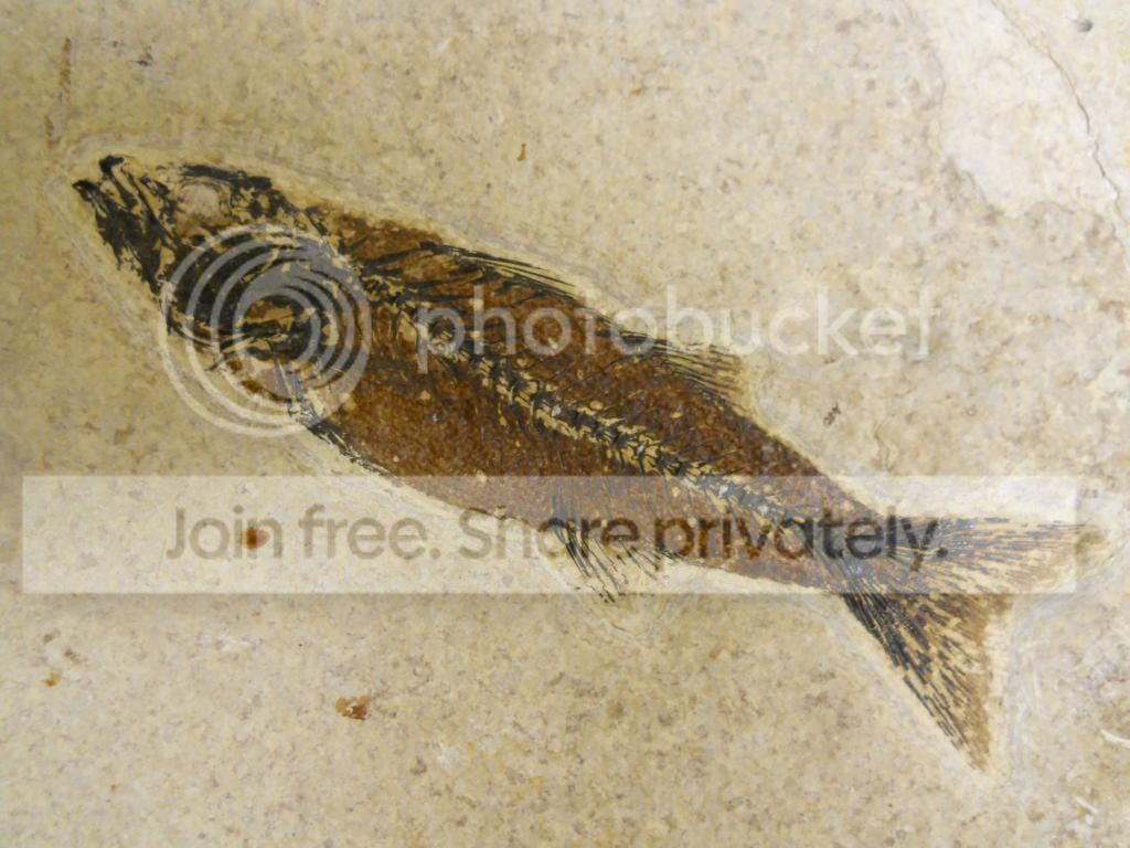 Collecting fish fossils | The Planted Tank Forum